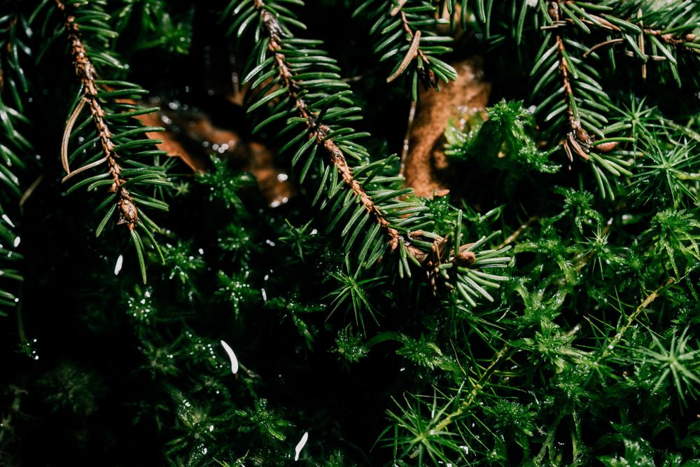 Häselgehr Municipal Forest - Tree.ly