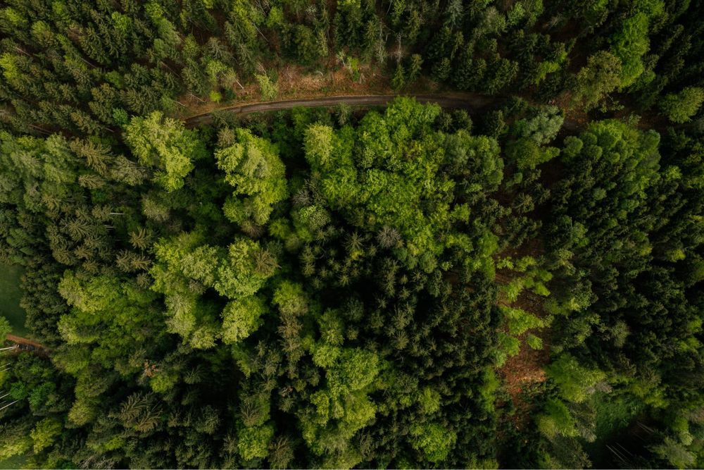 Principles for selling CO₂ credits - Tree.ly