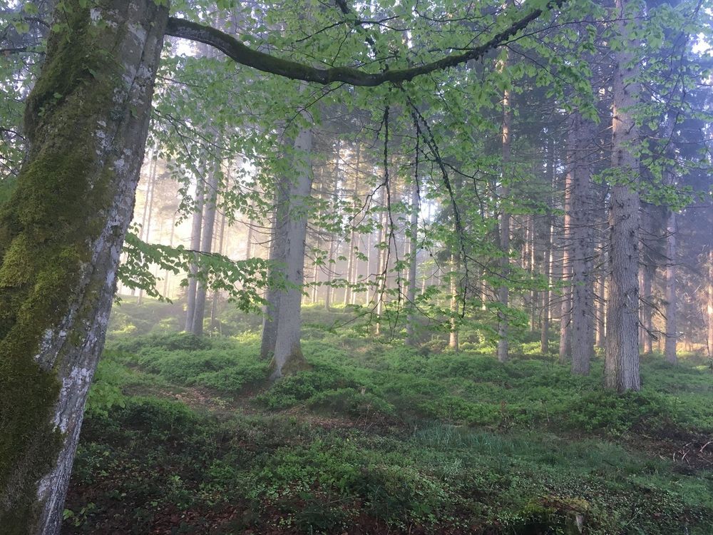 Market town of Hopfgarten im Brixental - Tree.ly