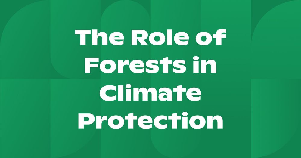 The Role of Forests in Climate Change Mitigation - Tree.ly