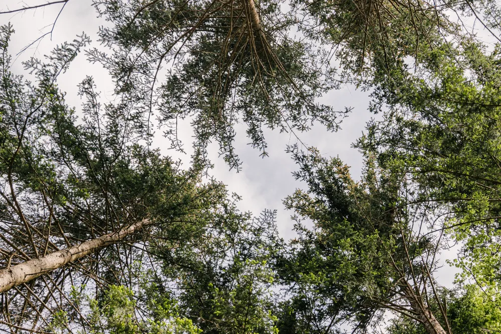 Tree.ly: Recognizing the value of forest ecosystem services - Tree.ly